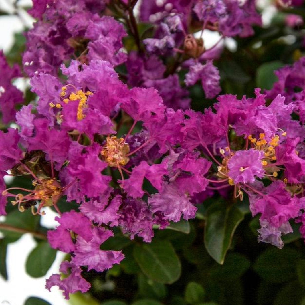 Crape Myrtle – Botanical Interests