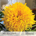 Phyllis African Marigold Seeds – Botanical Interests