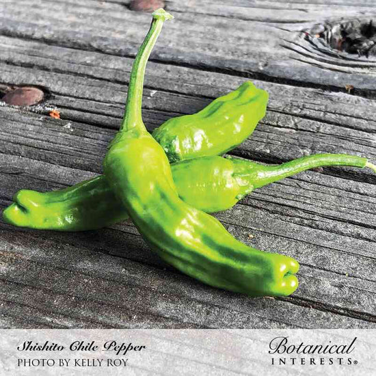Shishito Chile Pepper Seeds – Botanical Interests