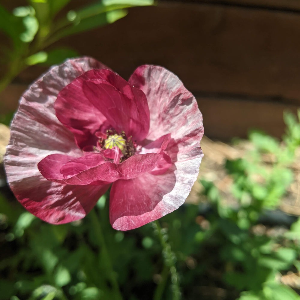 Pandora Poppy Seeds – Botanical Interests