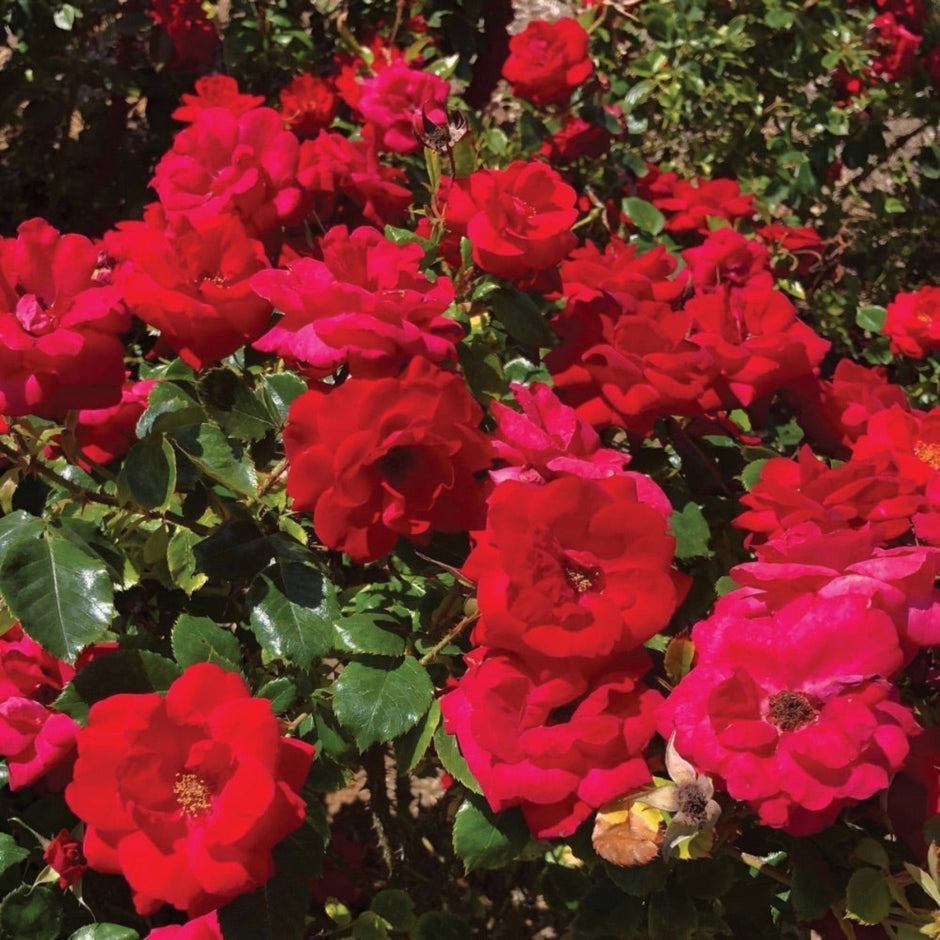 Rose – Botanical Interests