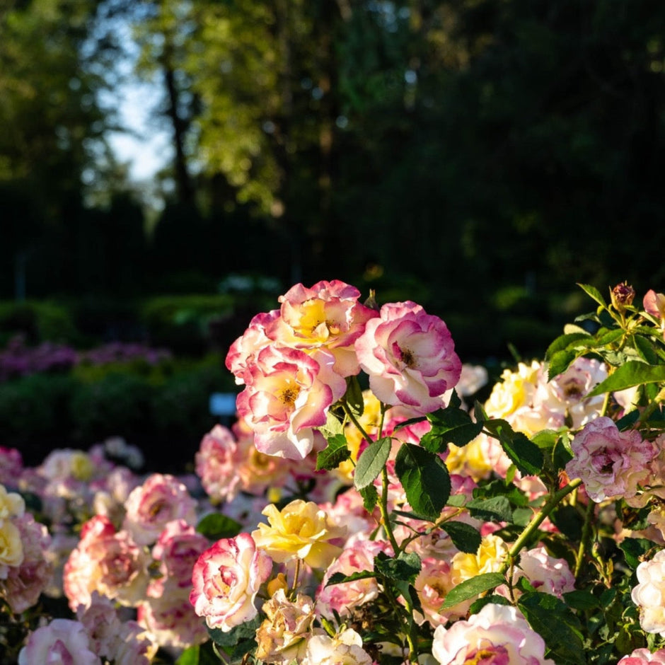 Rose – Botanical Interests