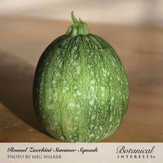 Round Zucchini Summer Squash Seeds – Botanical Interests