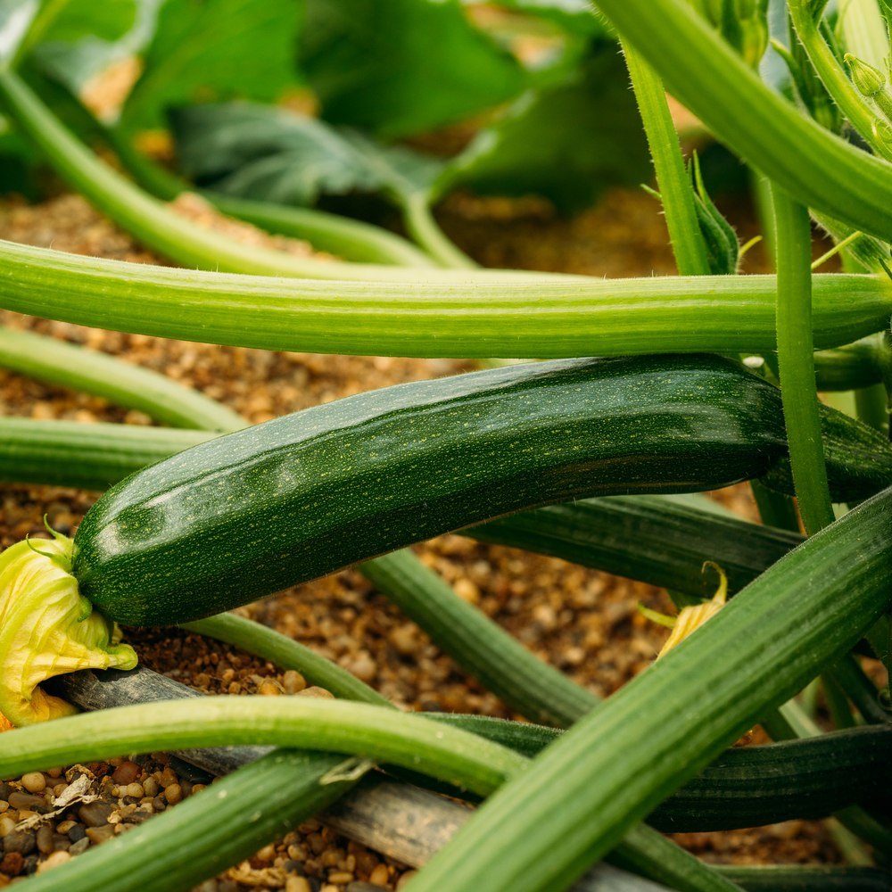 Black Beauty Summer Squash Seeds – Botanical Interests