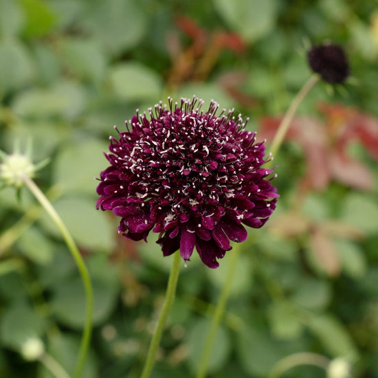 Black Knight Scabiosa Pincushion Flower Seeds – Botanical Interests