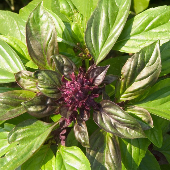 Cardinal Basil Seeds – Botanical Interests