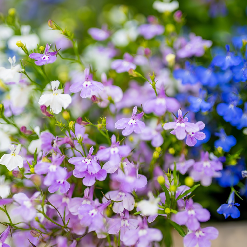 Cascade of Color Trailing Lobelia Seeds – Botanical Interests
