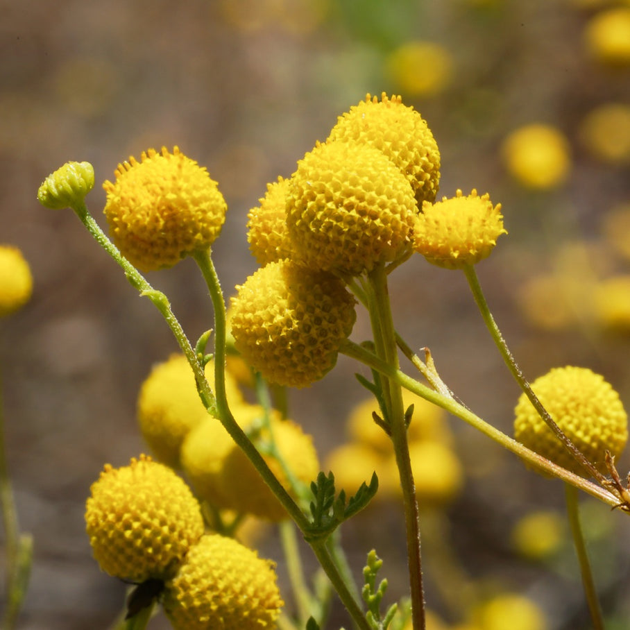Drumstick Flower Craspedia Seeds – Botanical Interests