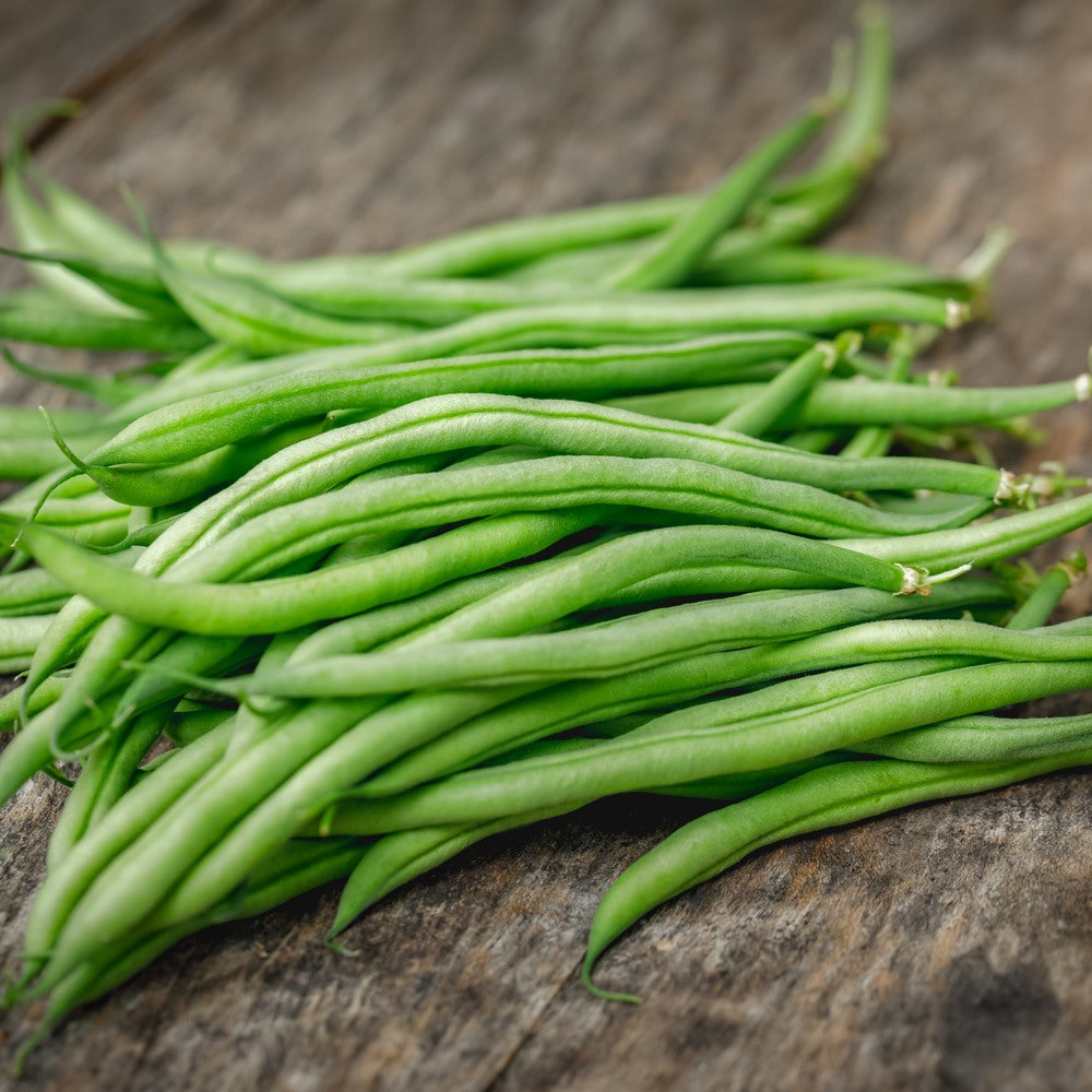 French Filet Bush Bean Seeds – Botanical Interests
