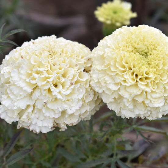 Kilimanjaro White African Marigold Seeds – Botanical Interests