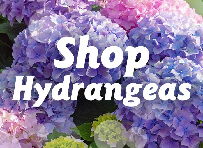 Botanical Interests High Quality Seeds and Garden Products
