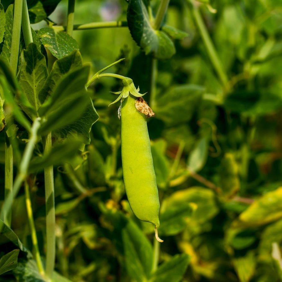 Mammoth Melting Snow Pea Seeds – Botanical Interests
