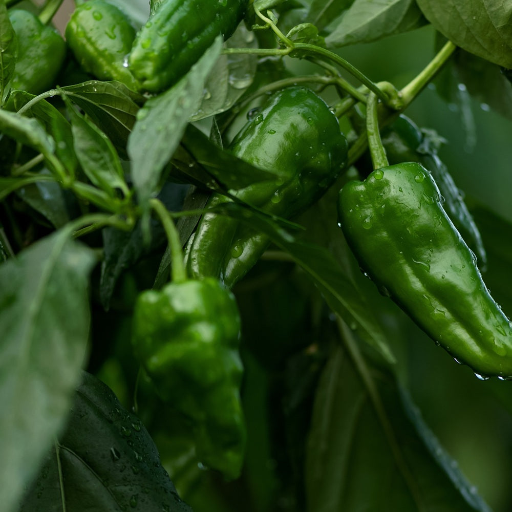 Padron Chile Pepper Seeds – Botanical Interests
