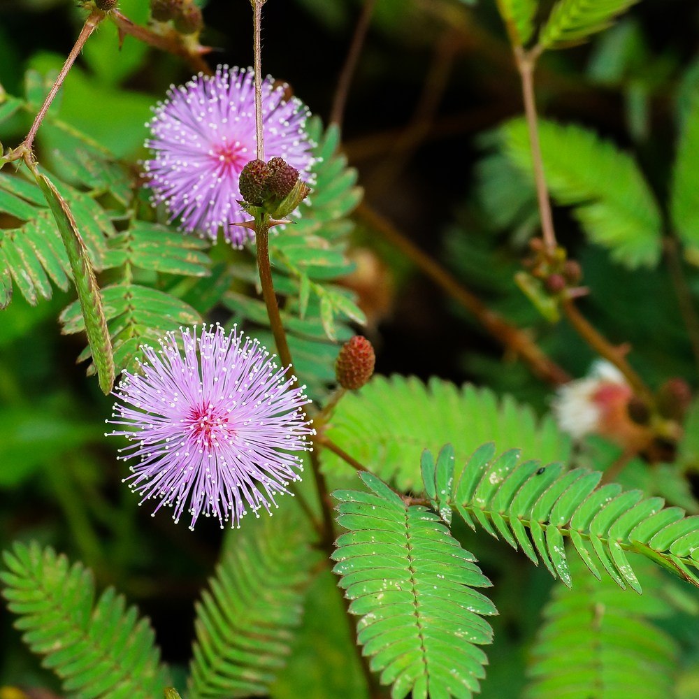 Sensitive Plant – Botanical Interests