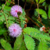 Sensitive Plant – Botanical Interests