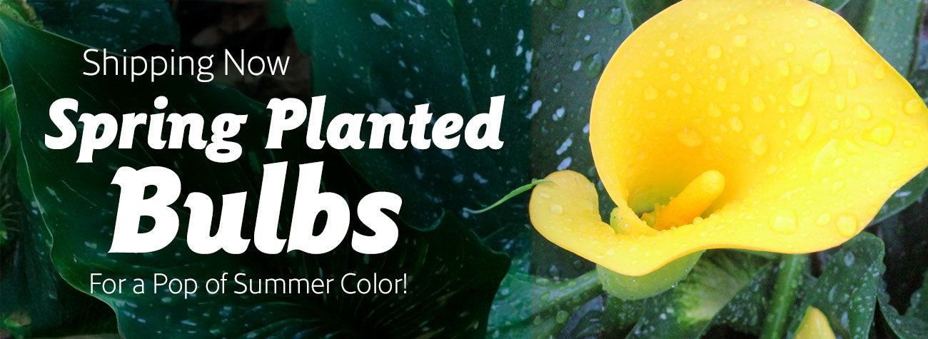 Botanical Interests High Quality Seeds and Garden Products