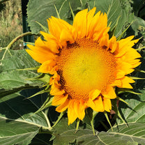 Sunspot Dwarf Sunflower Seeds – Botanical Interests