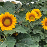 Sunspot Dwarf Sunflower Seeds – Botanical Interests