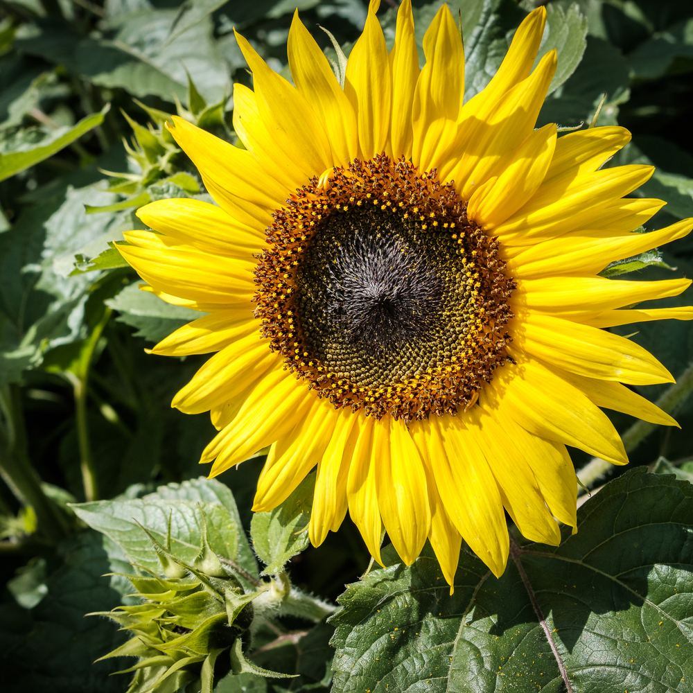 Sunspot Dwarf Sunflower Seeds – Botanical Interests