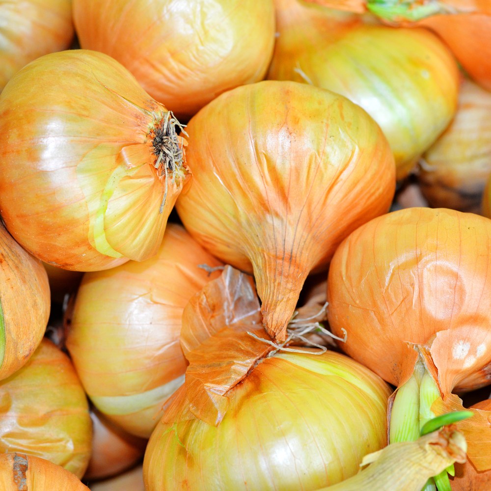 Yellow Sweet Spanish Utah Bulb Onion Seeds – Botanical Interests