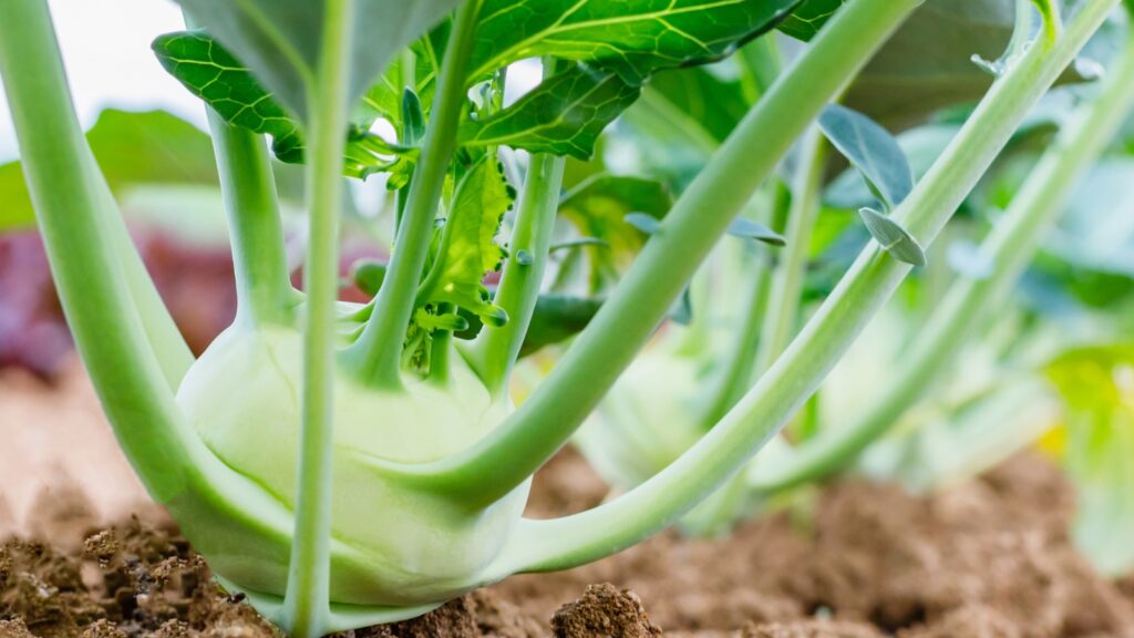 10 Crops That Grow in 60 Days