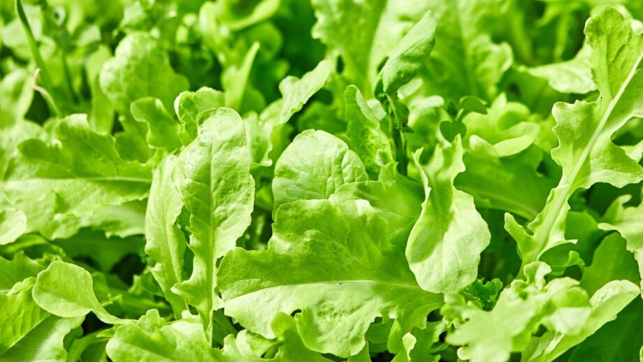Arugula: Sow and Grow Guide