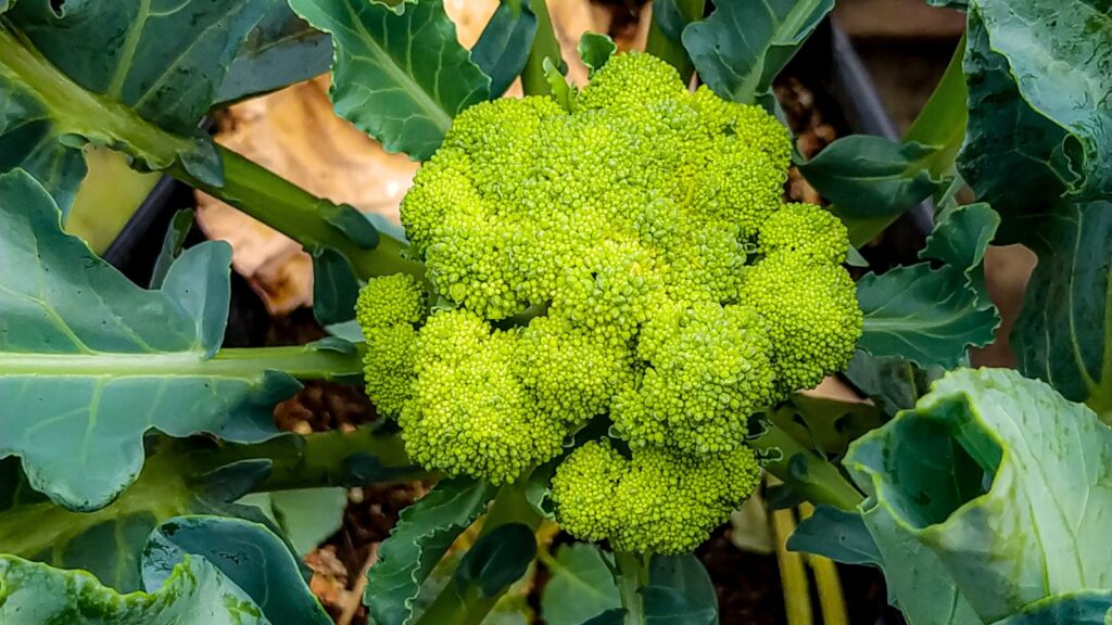 Broccoli: Sow and Grow Guide