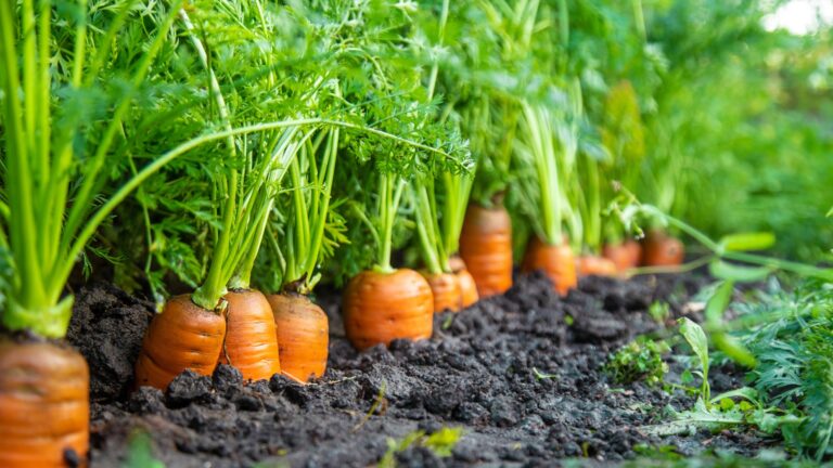 17 Fast-Growing Crops For an Early Harvest - botanicalinterests.com ...