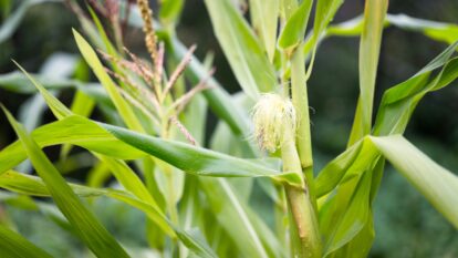 Corn: Pollination
