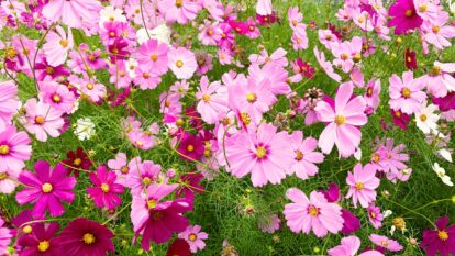 Cosmos: Sow and Grow Guide