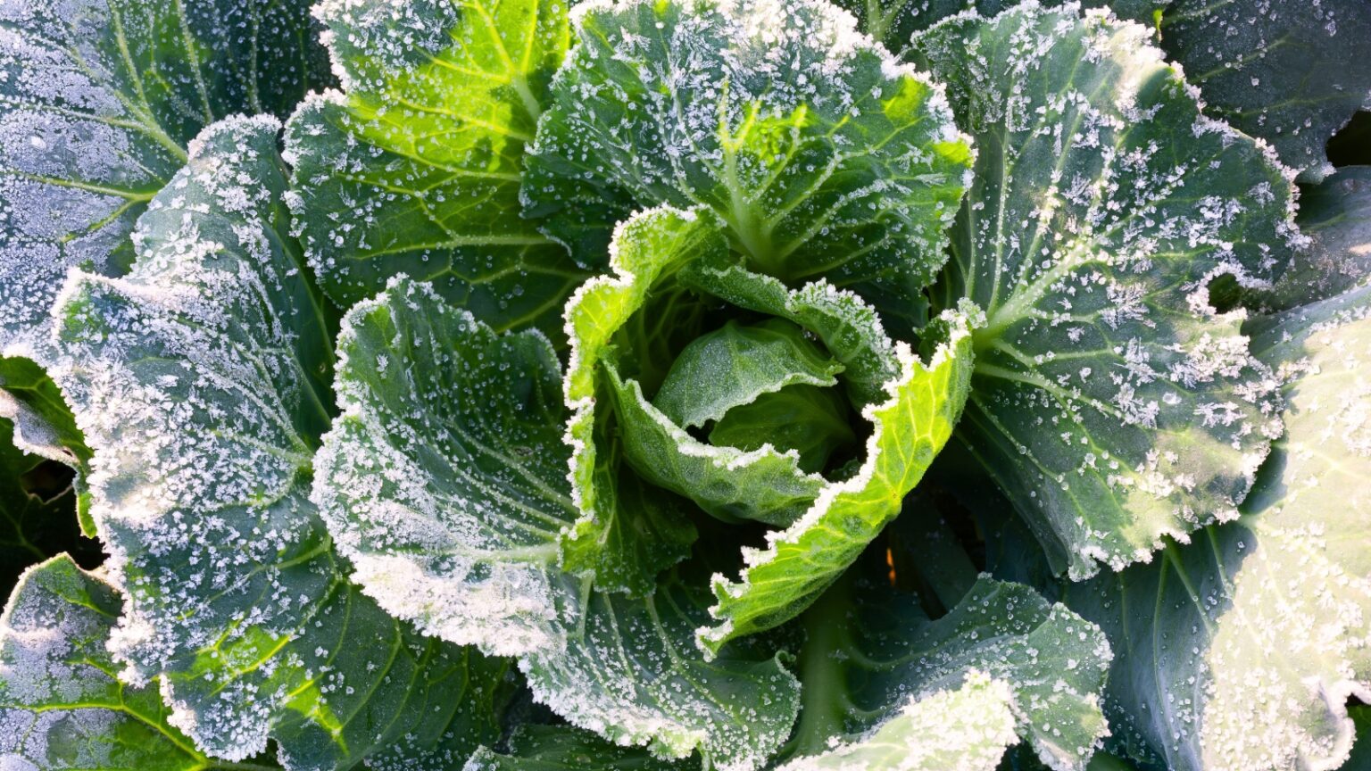 Overwintering Vegetables