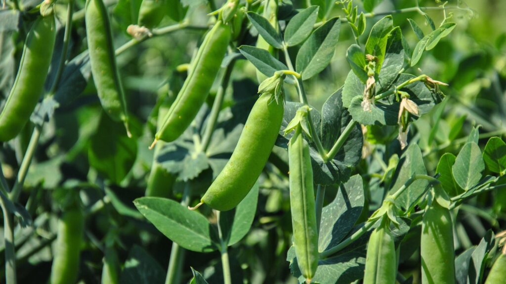 Pea: Sow and Grow Guide