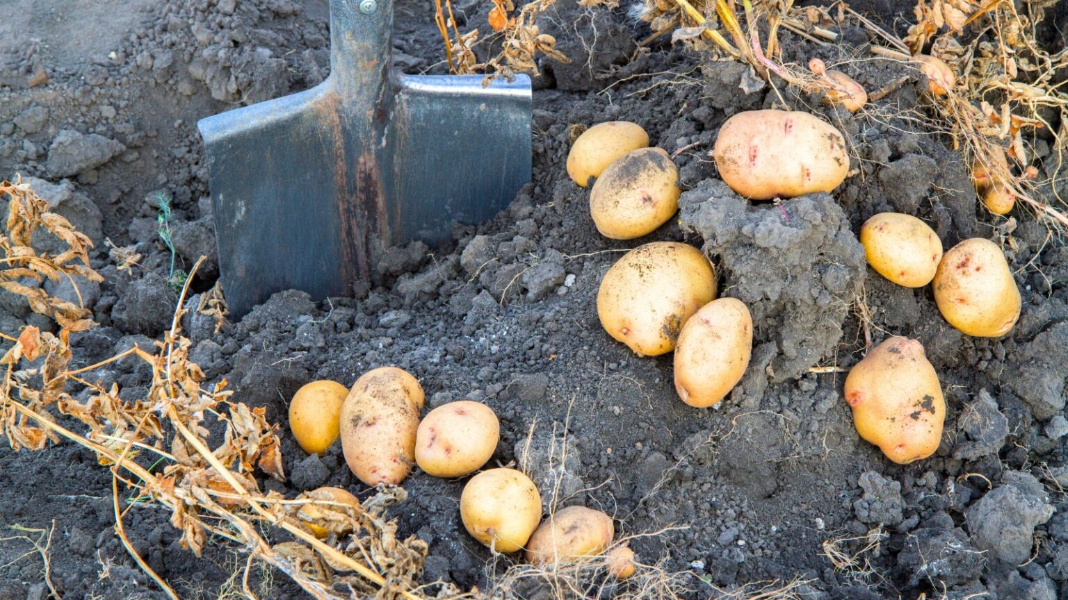 Potato: Sow and Grow Guide
