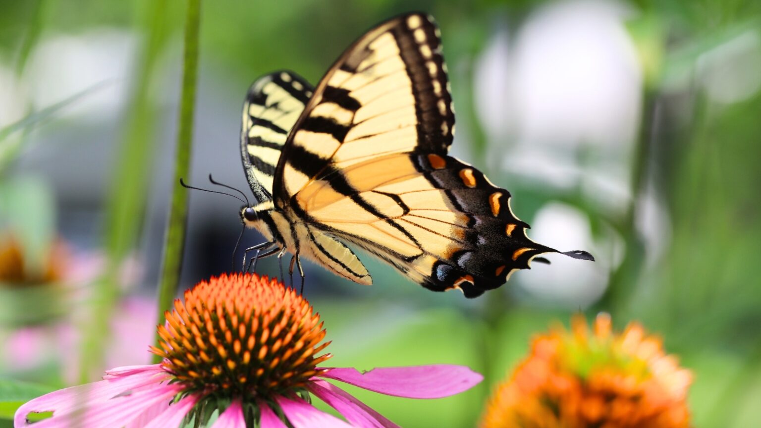 Sow Your Love for Pollinators