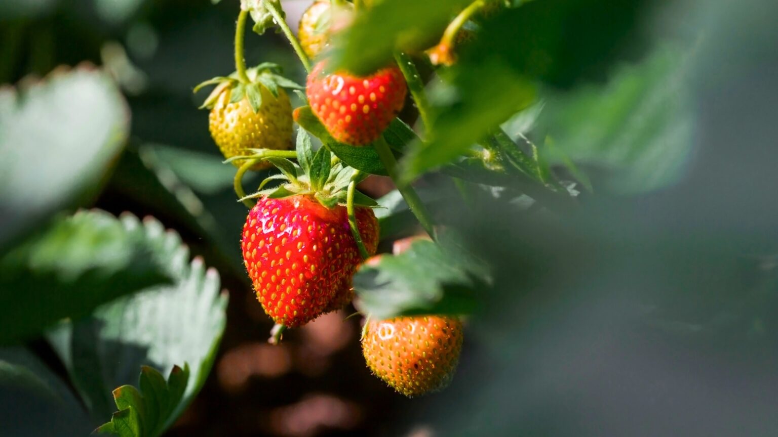 Strawberry: Sow and Grow Guide