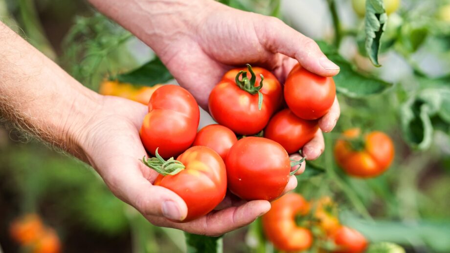 Tomatoes: Late Season Harvest and Storage Techniques