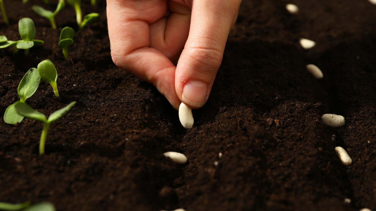 5 Reasons to Garden from Seed