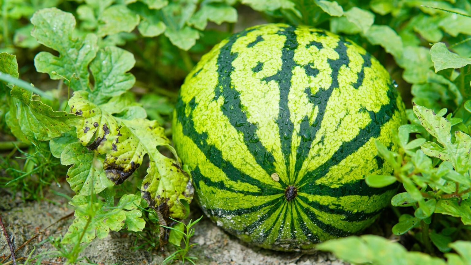 Watermelon: Sow and Grow Guide