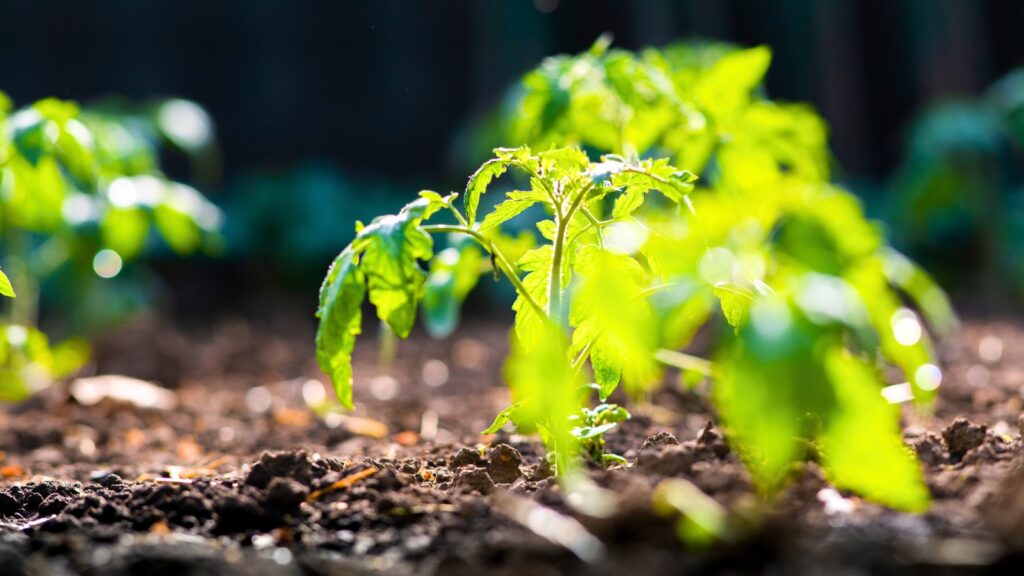 What Makes a Seed Organic?