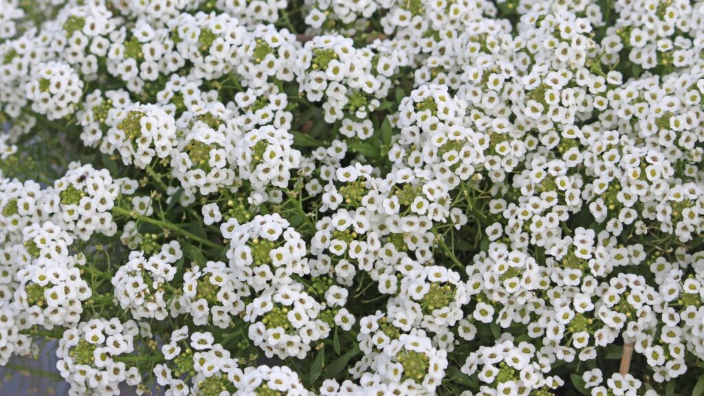 Plant these 13 Seeds for a Cottagecore Dream Garden