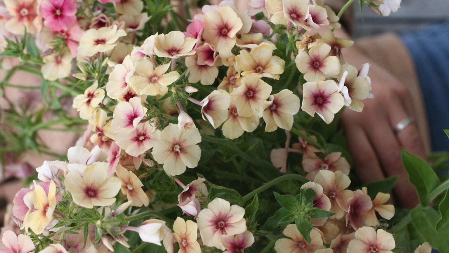 Plant these 13 Seeds for a Cottagecore Dream Garden