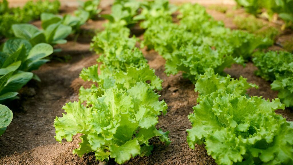 23 Vegetables and Companion Plants Perfect For Sowing in July