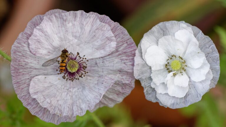 Plant these 13 Seeds for a Cottagecore Dream Garden