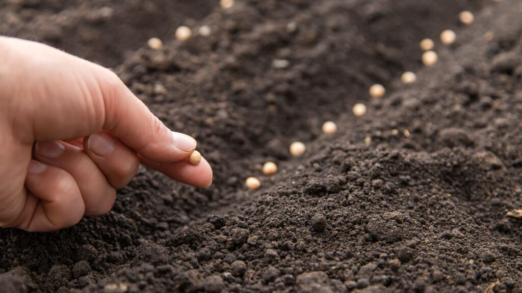 Seed-Starting for Beginners: The Complete Guide