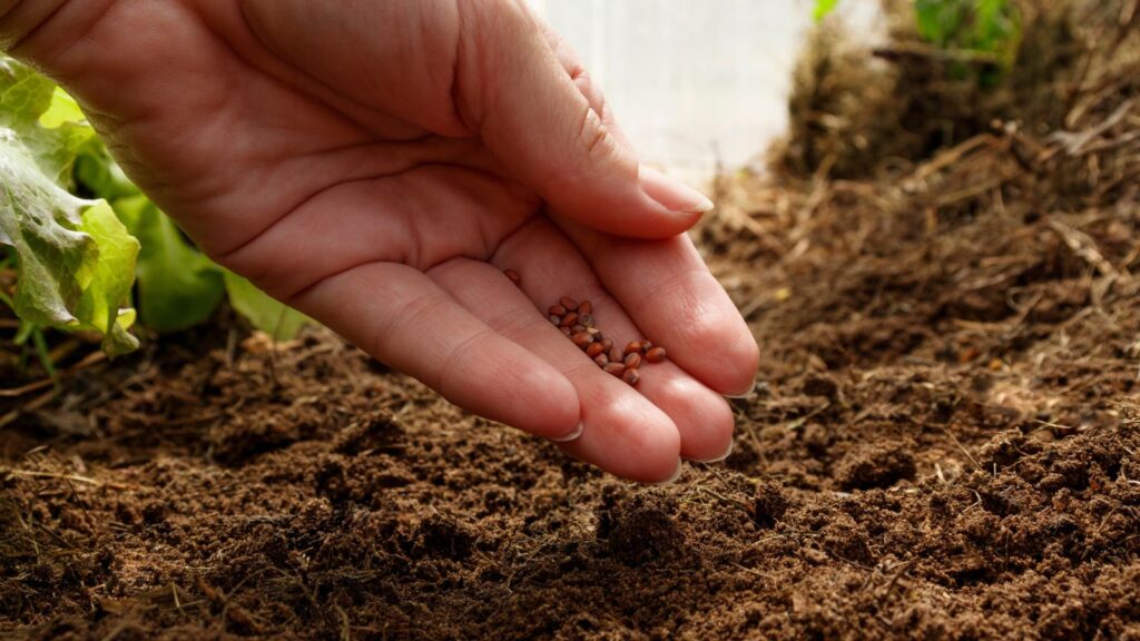 Seed-Starting for Beginners: The Complete Guide