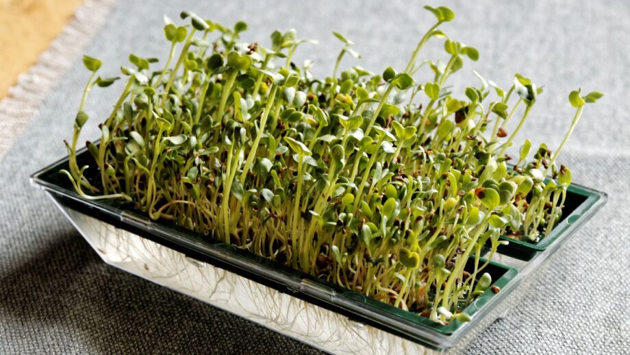 Seed to Sandwich: Grow Your Own Sprouts and Fresh Greens
