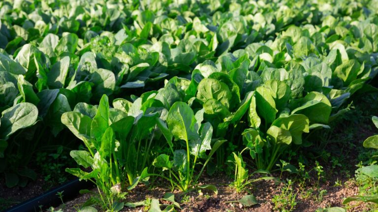 17 Fast-Growing Crops For an Early Harvest - botanicalinterests.com ...