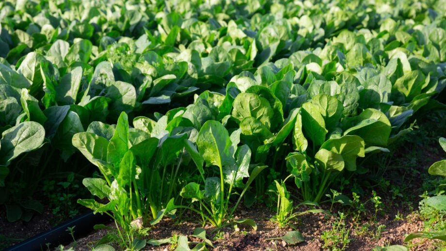 17 Fast-Growing Crops For an Early Harvest - botanicalinterests.com ...