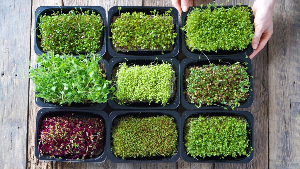 15 Vegetables to Plant in November Based on Frost Date ...
