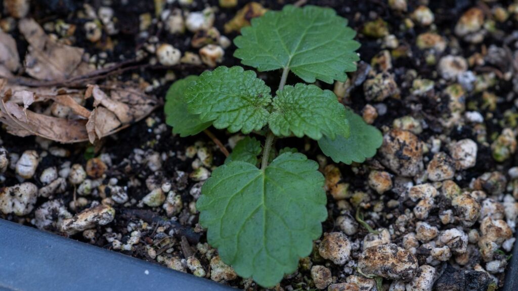 How and When to Start Seeds Indoors